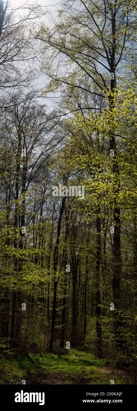 Panorama of a beech forest Stock Photo - Alamy