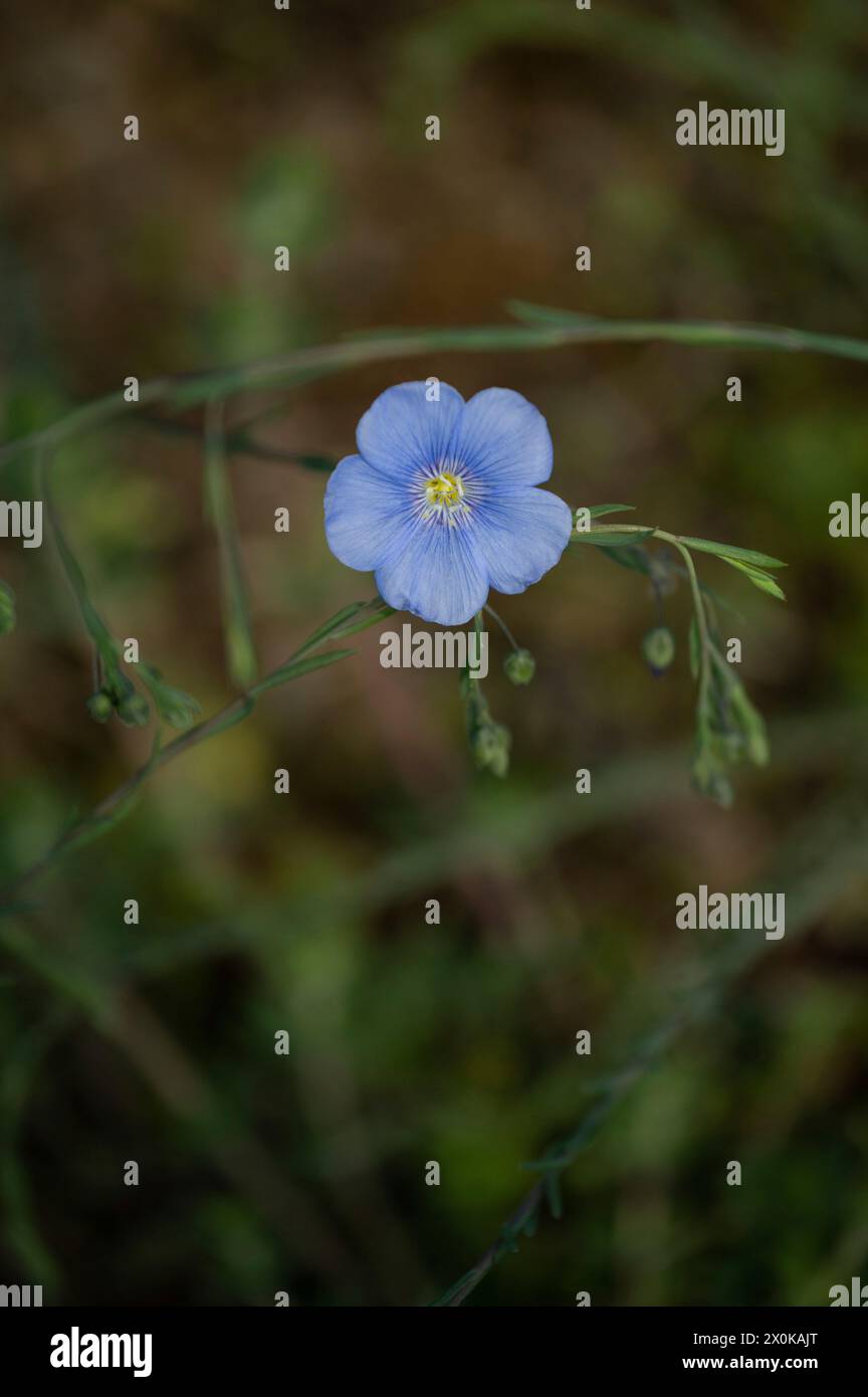 Flax plant hi-res stock photography and images - Alamy