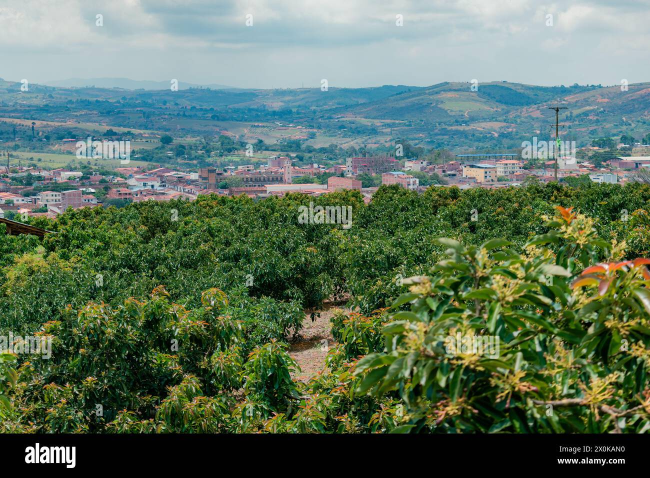 cultivation of avocado (Persea Americana) papelillo variety in the ...