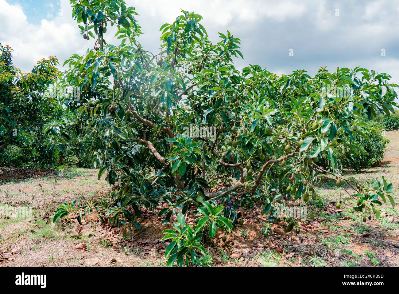close-up of avocado tree (Persea Americana) papelillo variety grown in ...