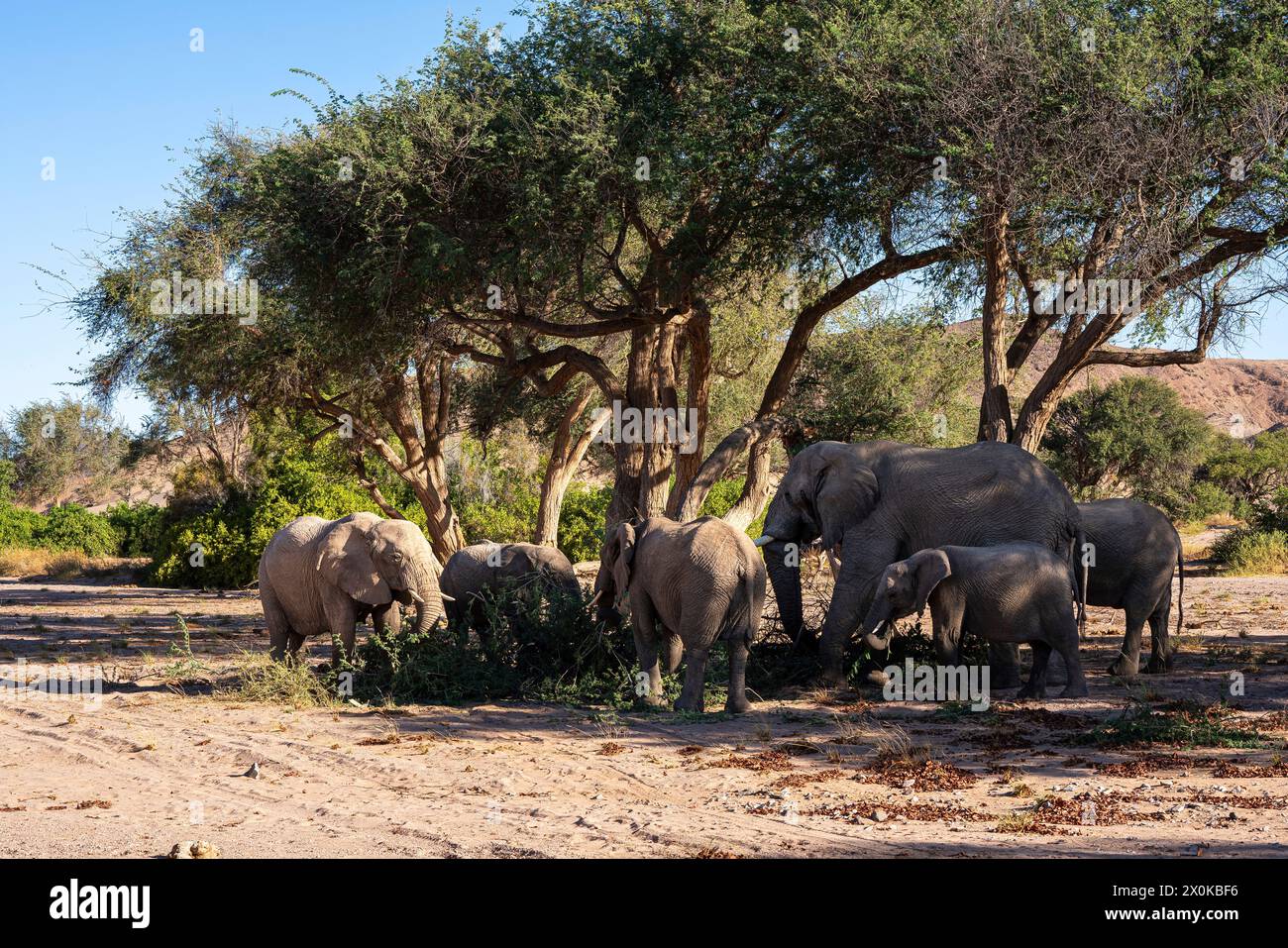 Desert elephants in Twyfelfontein in Damaraland, Namibia Stock Photo ...