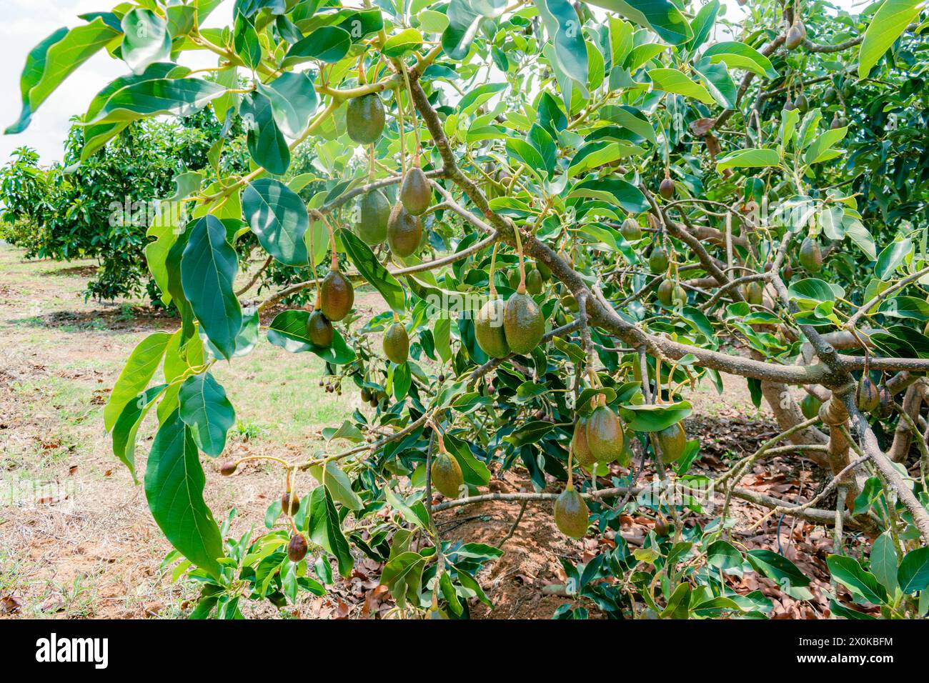 close-up of avocado tree (Persea Americana) papelillo variety grown in ...