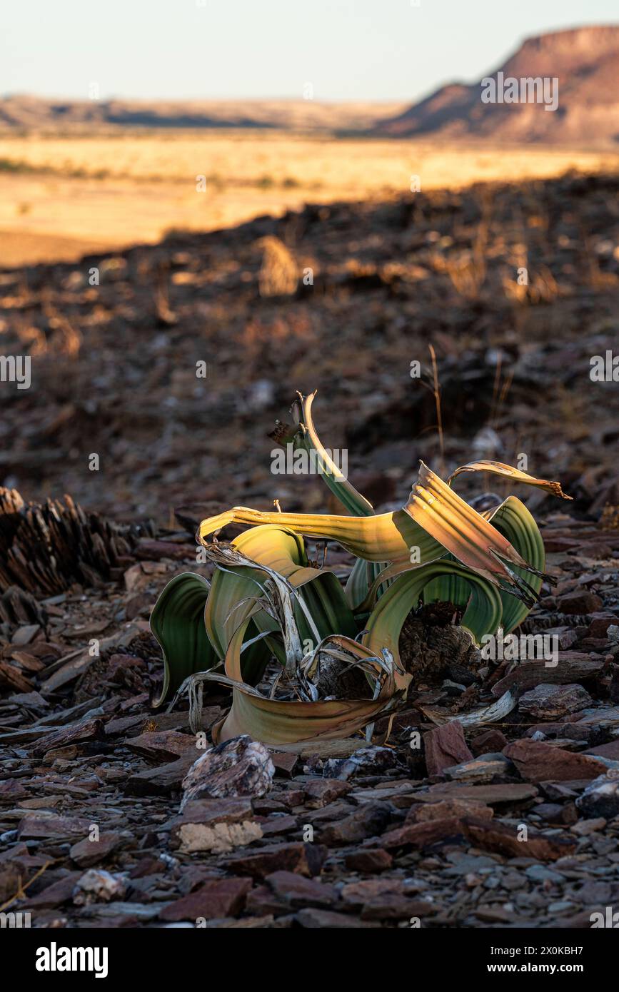 Welwitschia Mirabilis, desert plant in Twyfelfontein in Damaraland ...