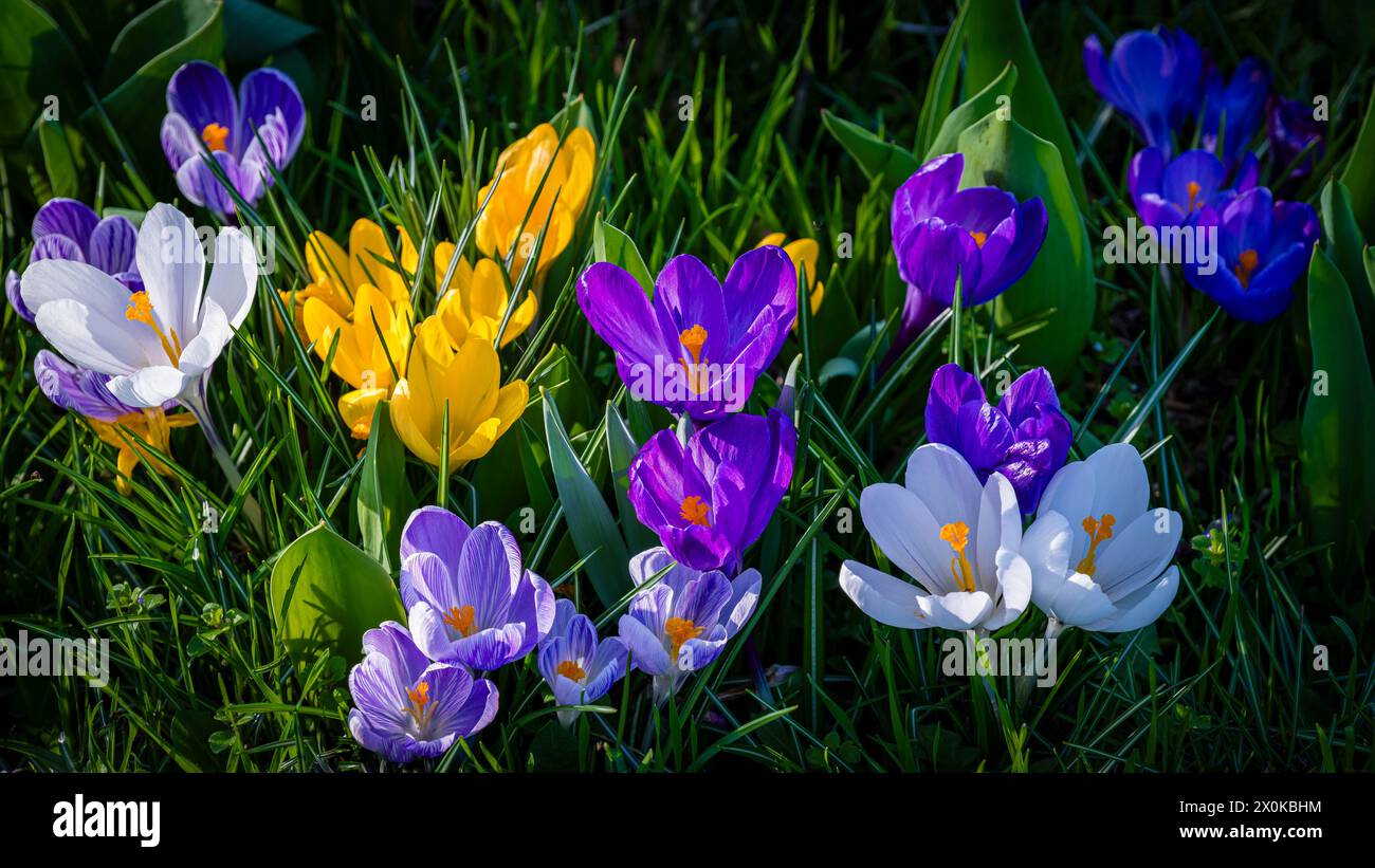 Crocuses, decorative spring bloomers in the spa gardens of Bad Dürkheim ...