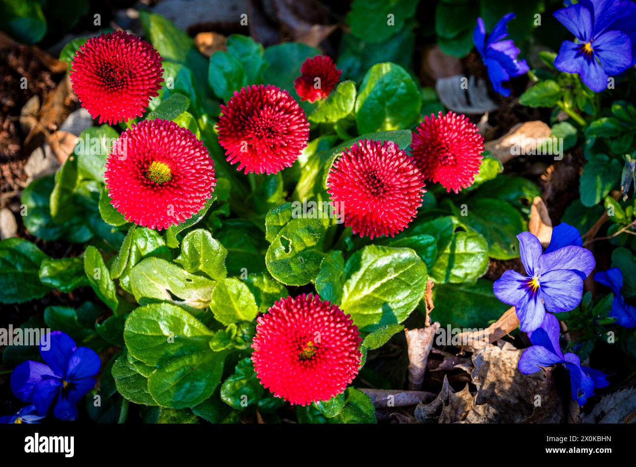 Decorative spring bloomers in the spa gardens of Bad Dürkheim, daisy ...