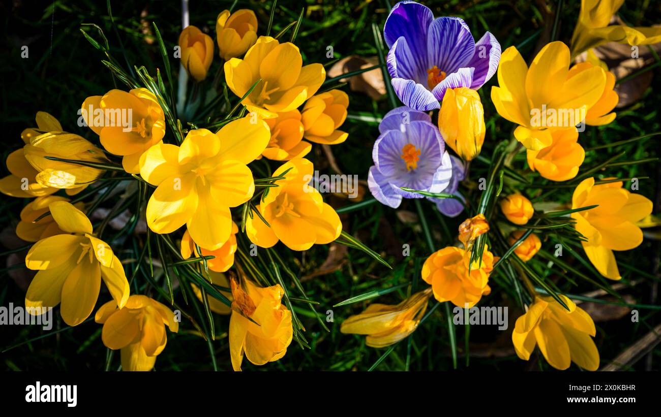 Crocuses, decorative spring bloomers in the spa gardens of Bad Dürkheim ...
