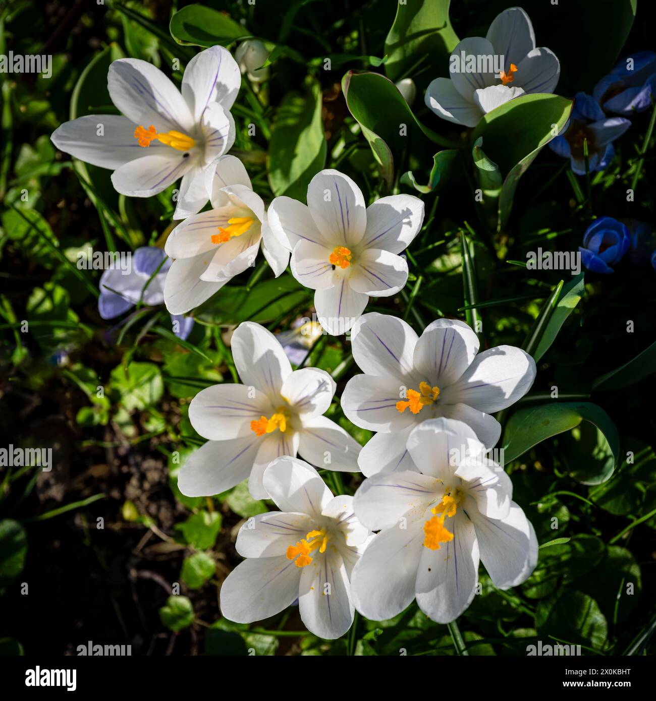 Crocuses, decorative spring bloomers in the spa gardens of Bad Dürkheim ...