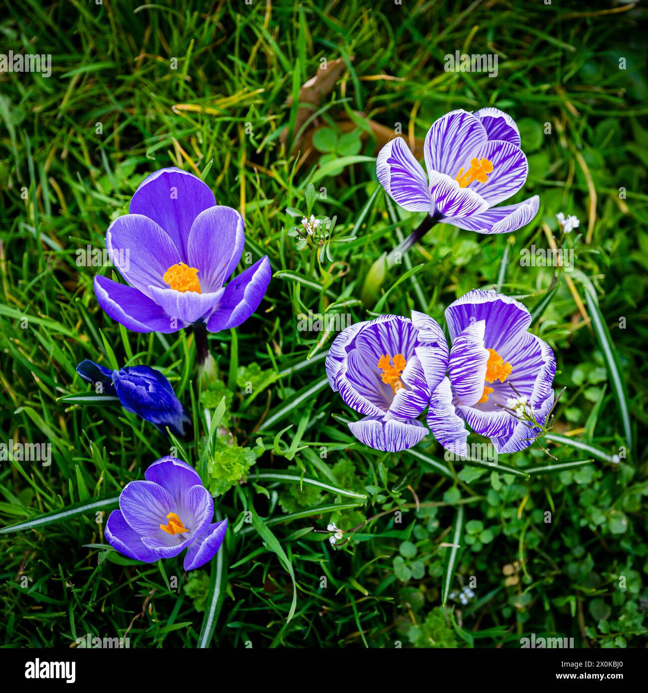 Crocuses, decorative spring bloomers in the spa gardens of Bad Dürkheim ...