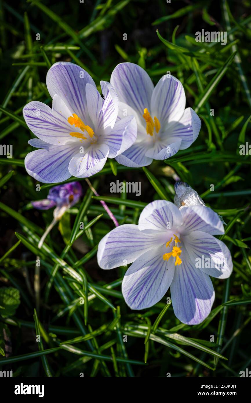 Crocuses, decorative spring bloomers in the spa gardens of Bad Dürkheim ...
