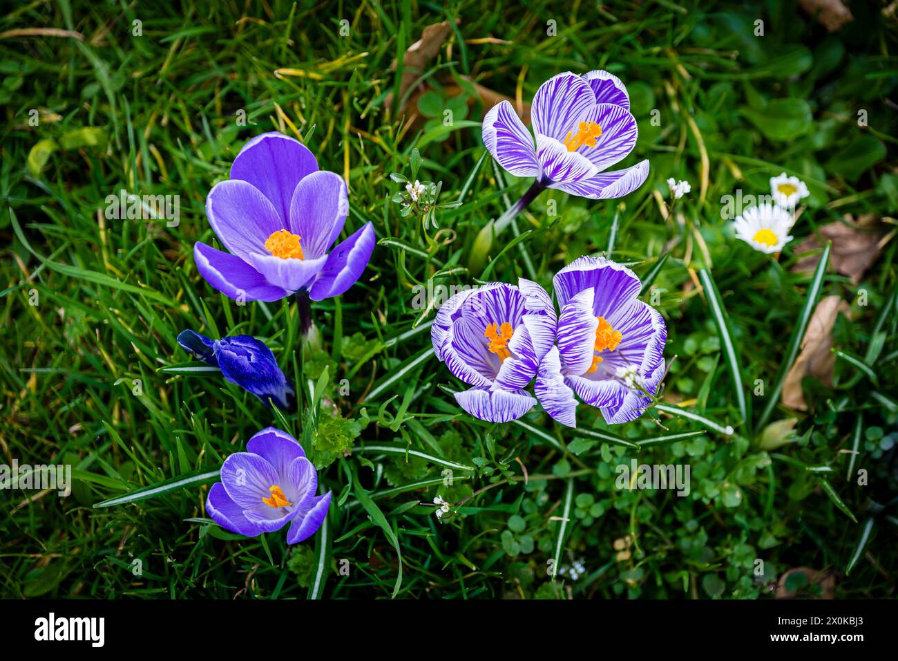 Crocuses, decorative spring bloomers in the spa gardens of Bad Dürkheim ...