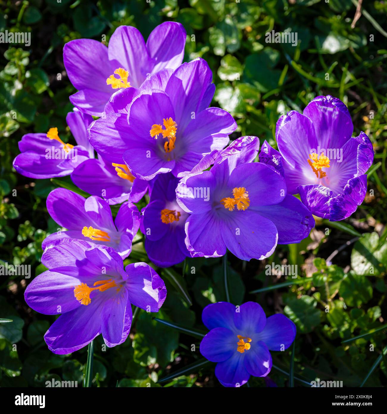 Crocuses, decorative spring bloomers in the spa gardens of Bad Dürkheim ...