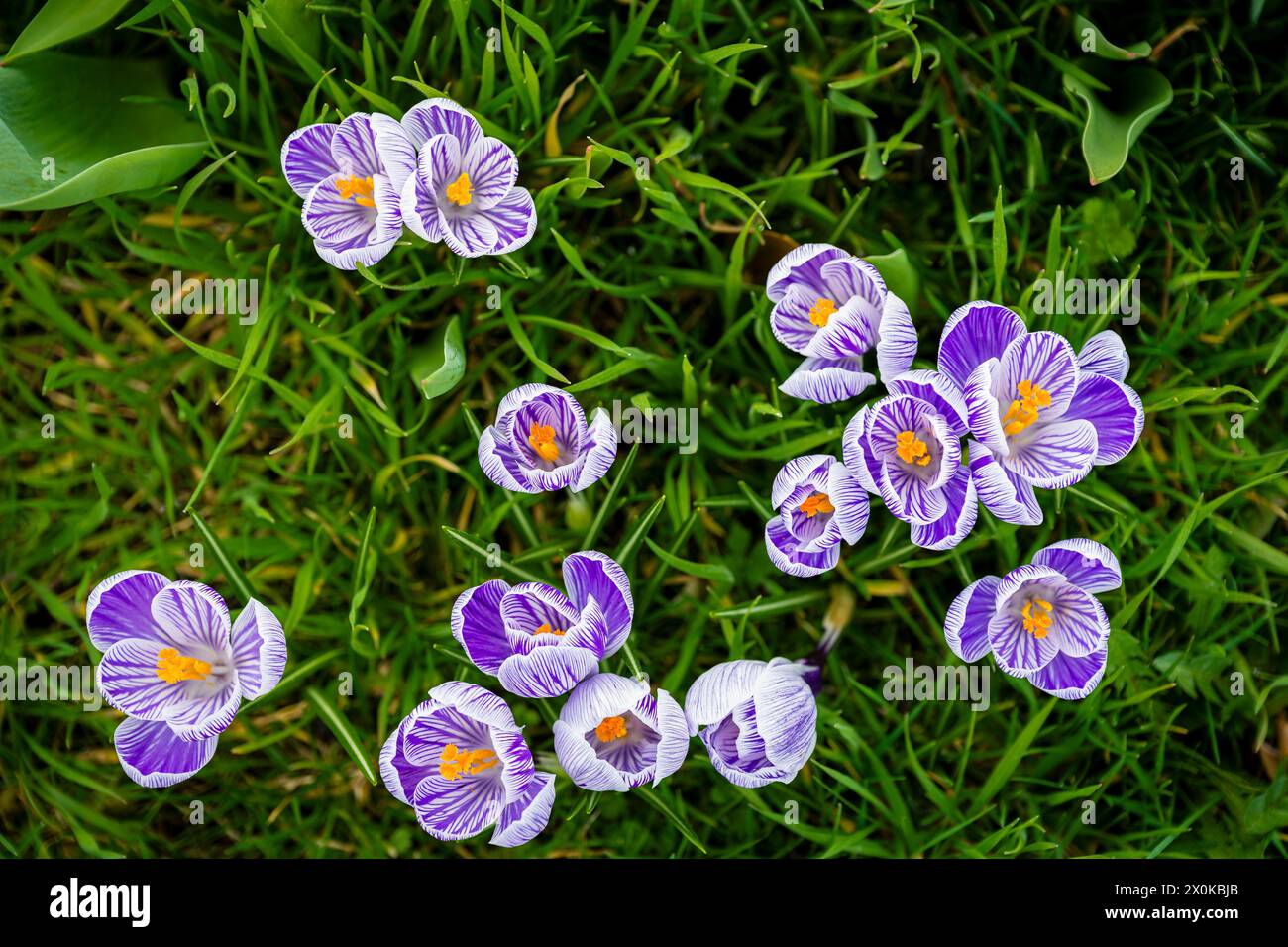 Crocuses, decorative spring bloomers in the spa gardens of Bad Dürkheim ...