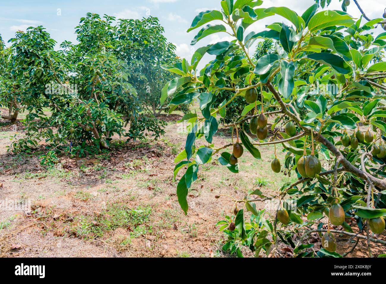 close-up of avocado tree (Persea Americana) papelillo variety grown in ...