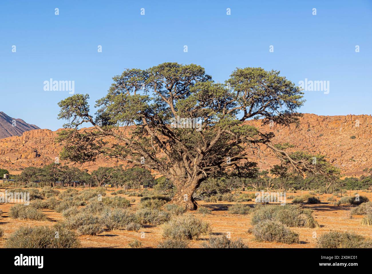 Picture of an big and olde acacia tree in front of an sand dune in the ...