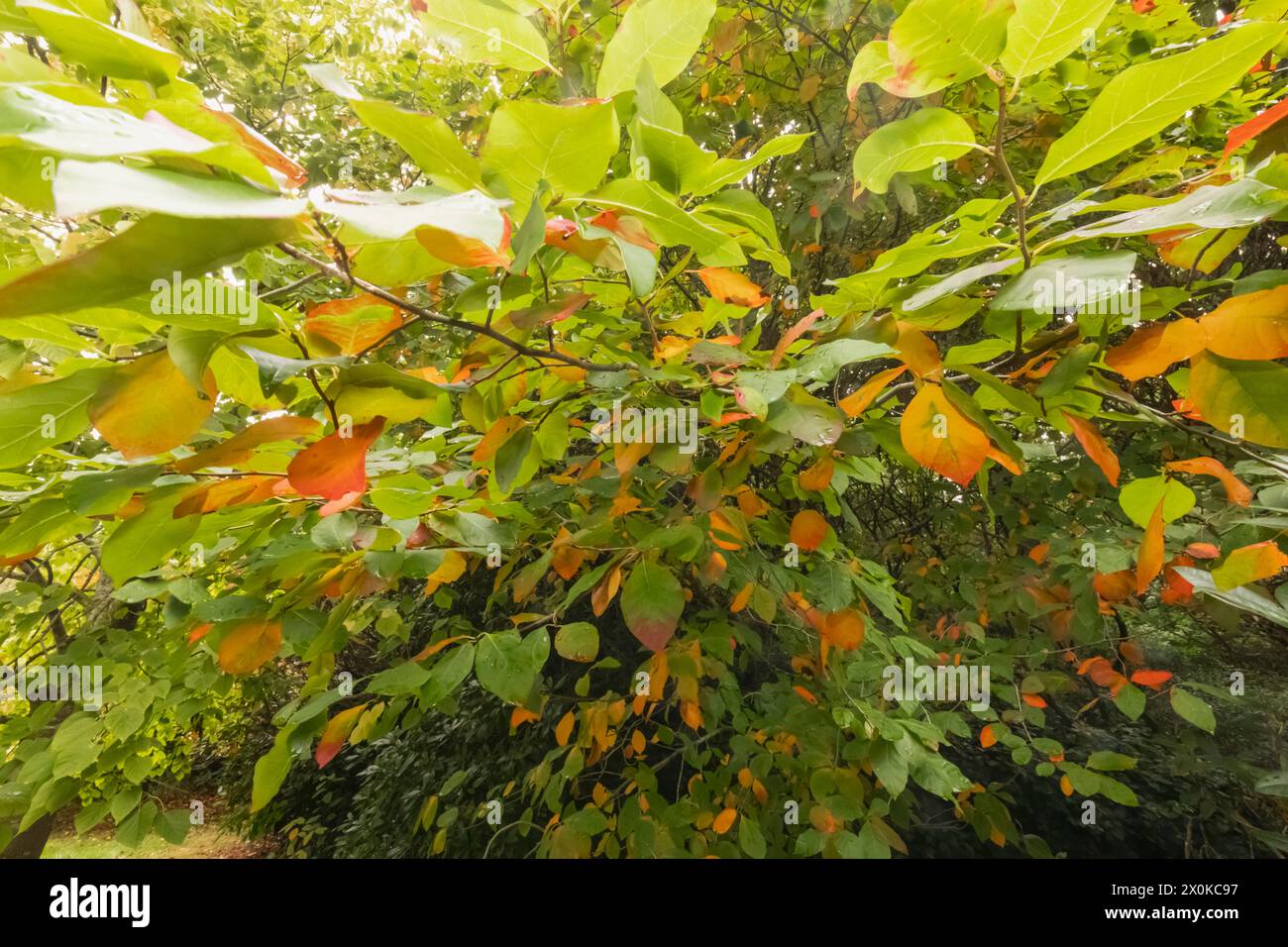 England, East Sussex, Sheffield Park and Gardens, Early Autumn Leaves ...