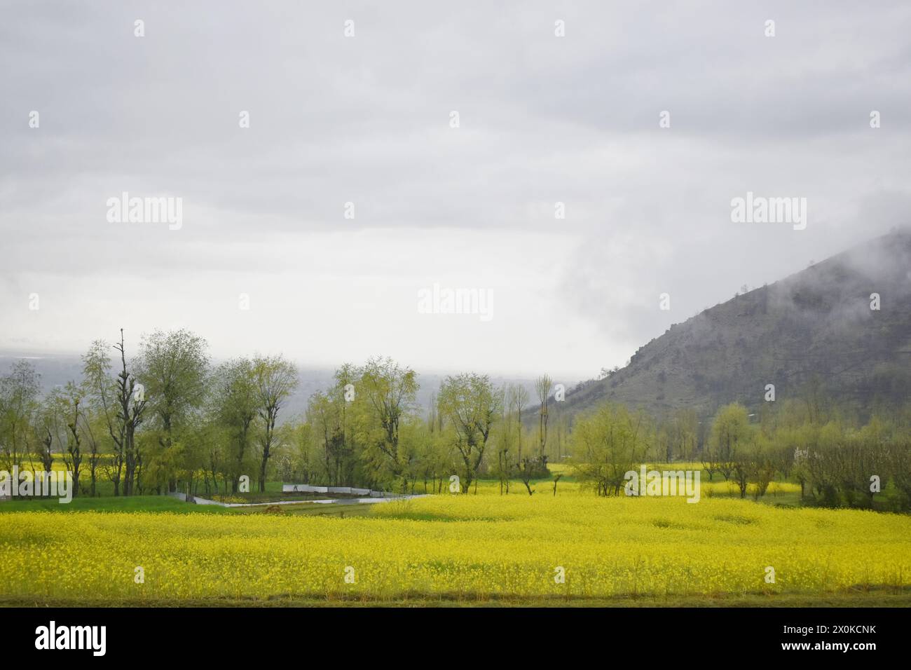 April 12, 2024 Srinagar India: Landscape of the mustard fields with ...