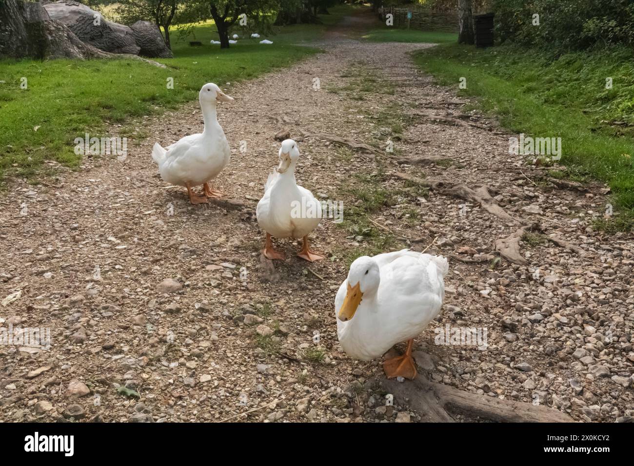 England, West Sussex, The Weald and Downland Living Museum, Ducks ...