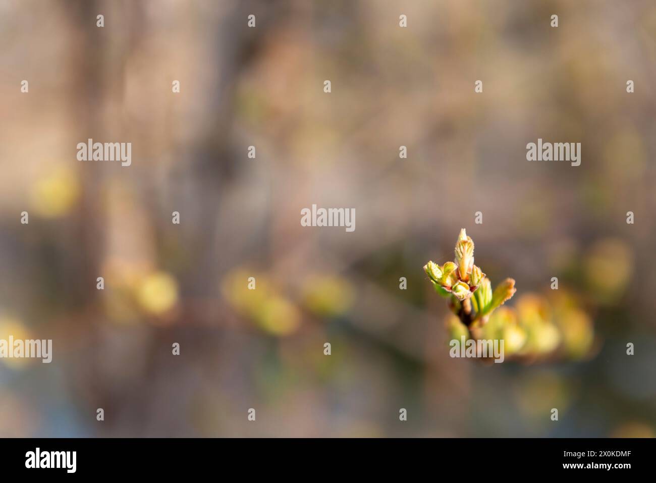 Spring, blossoms, young shoots Stock Photo - Alamy