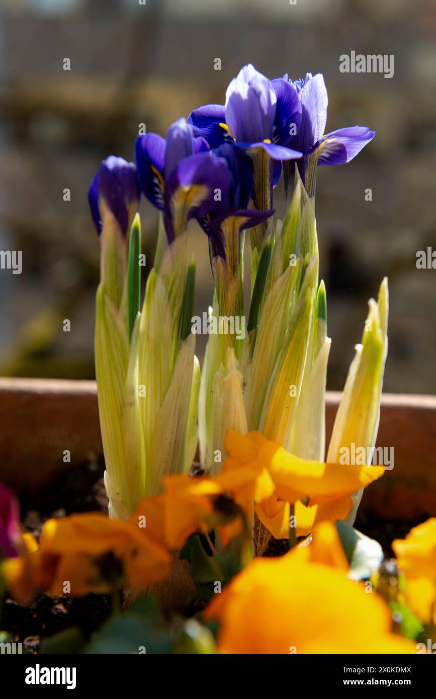 Mini iris hi-res stock photography and images - Alamy