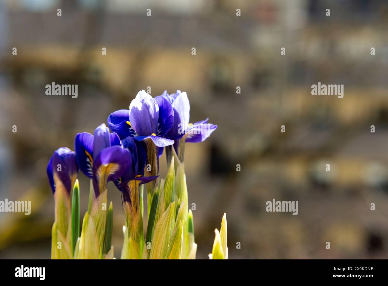 Mini iris hi-res stock photography and images - Alamy