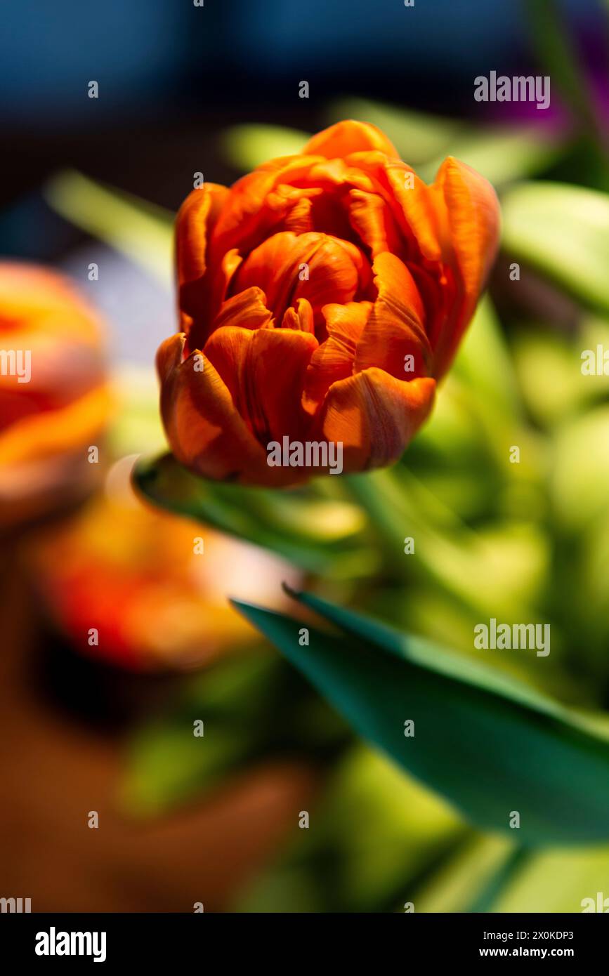 Spring with tulips hi-res stock photography and images - Alamy