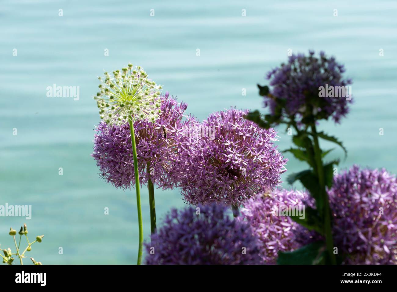 Spring, Flowers, Allium giganteum, Giant allium Stock Photo - Alamy