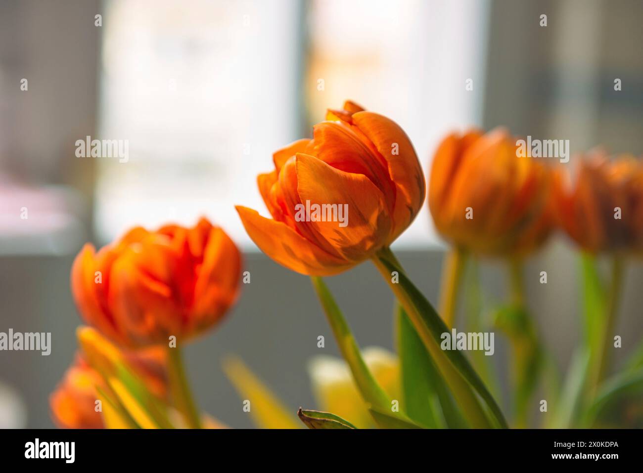 Beautiful spring orange tulips hi-res stock photography and images - Alamy