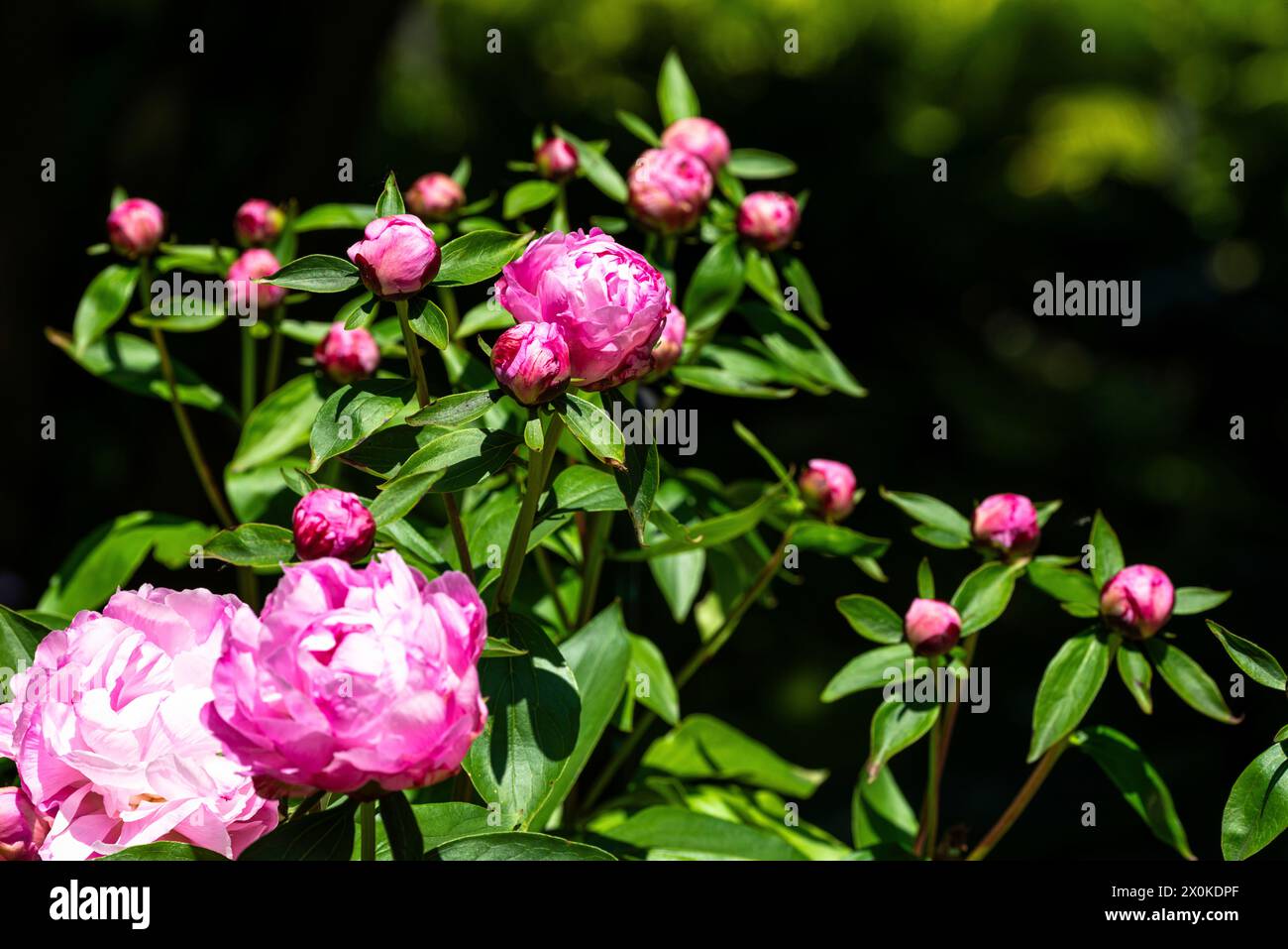 Peony garden hi-res stock photography and images - Alamy