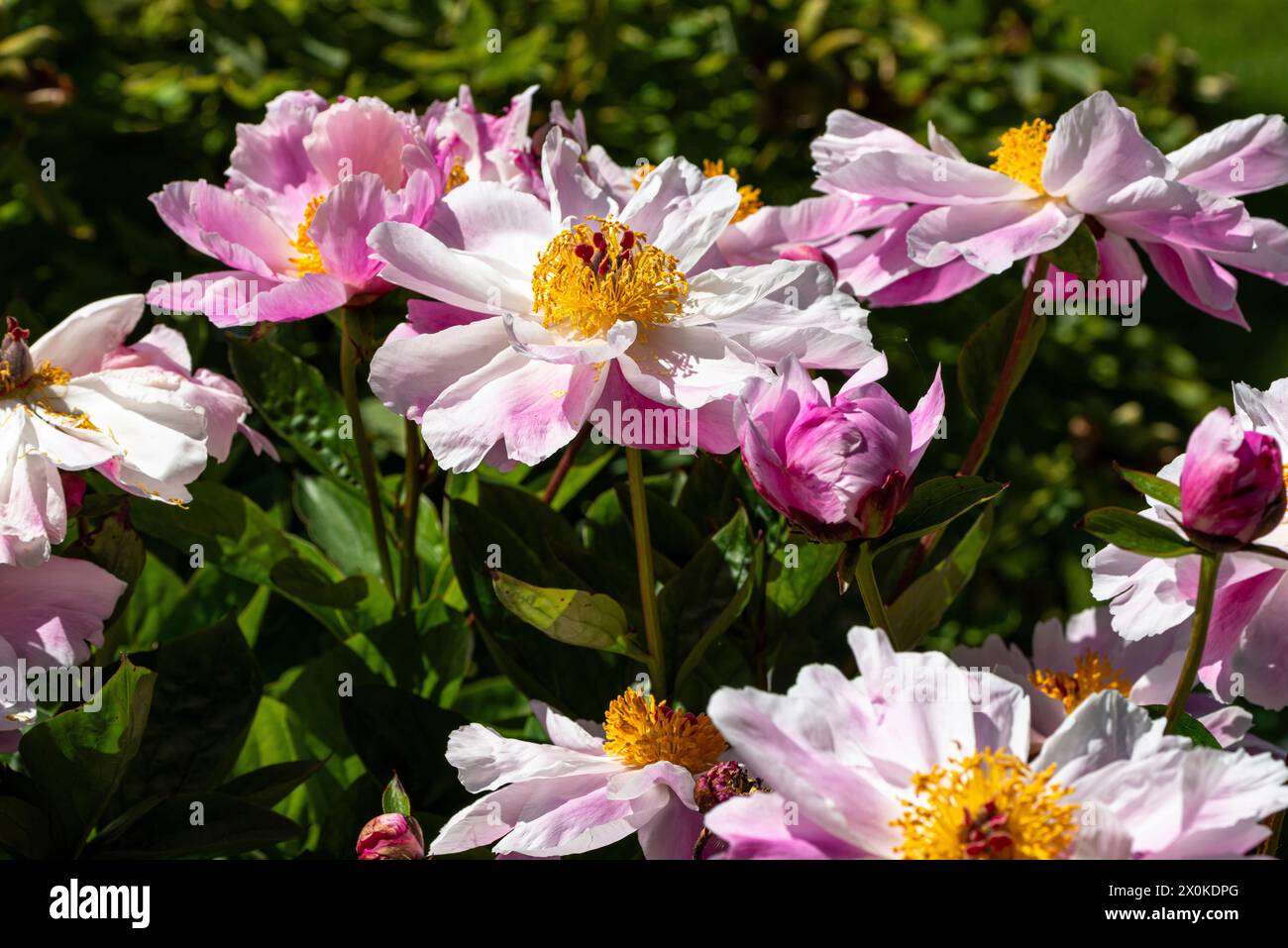 Peony garden hi-res stock photography and images - Alamy