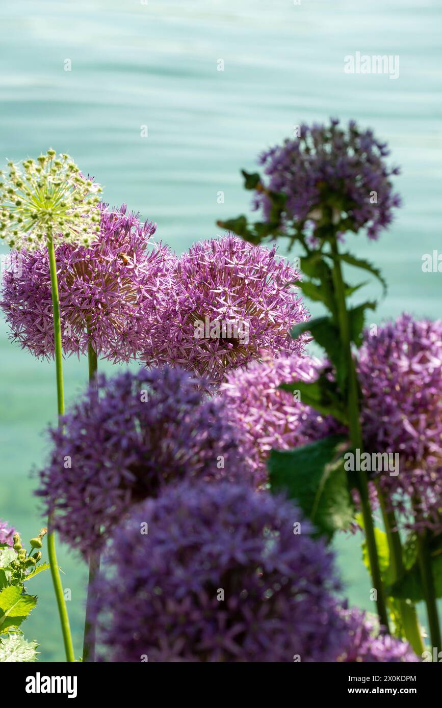 Spring, Flowers, Allium giganteum, Giant allium Stock Photo - Alamy