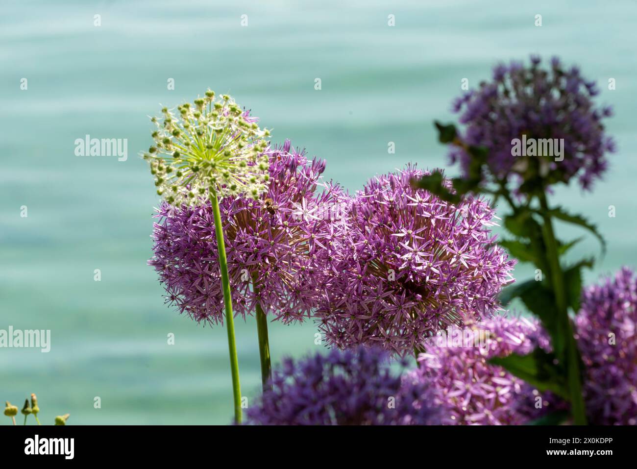Spring, Flowers, Allium giganteum, Giant allium Stock Photo - Alamy