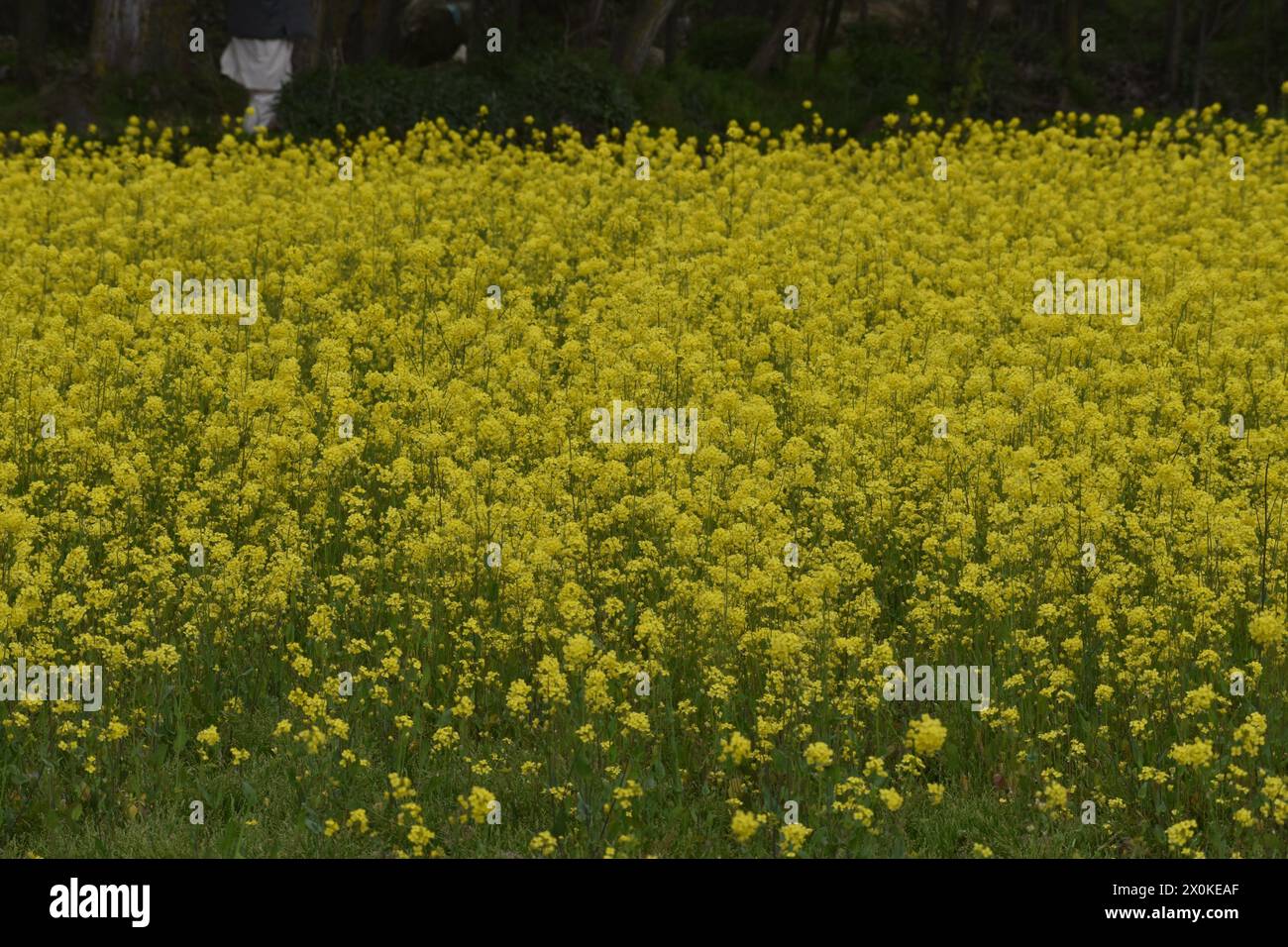 April 12, 2024 Srinagar India: Yellow flowers are seen on the mustard ...