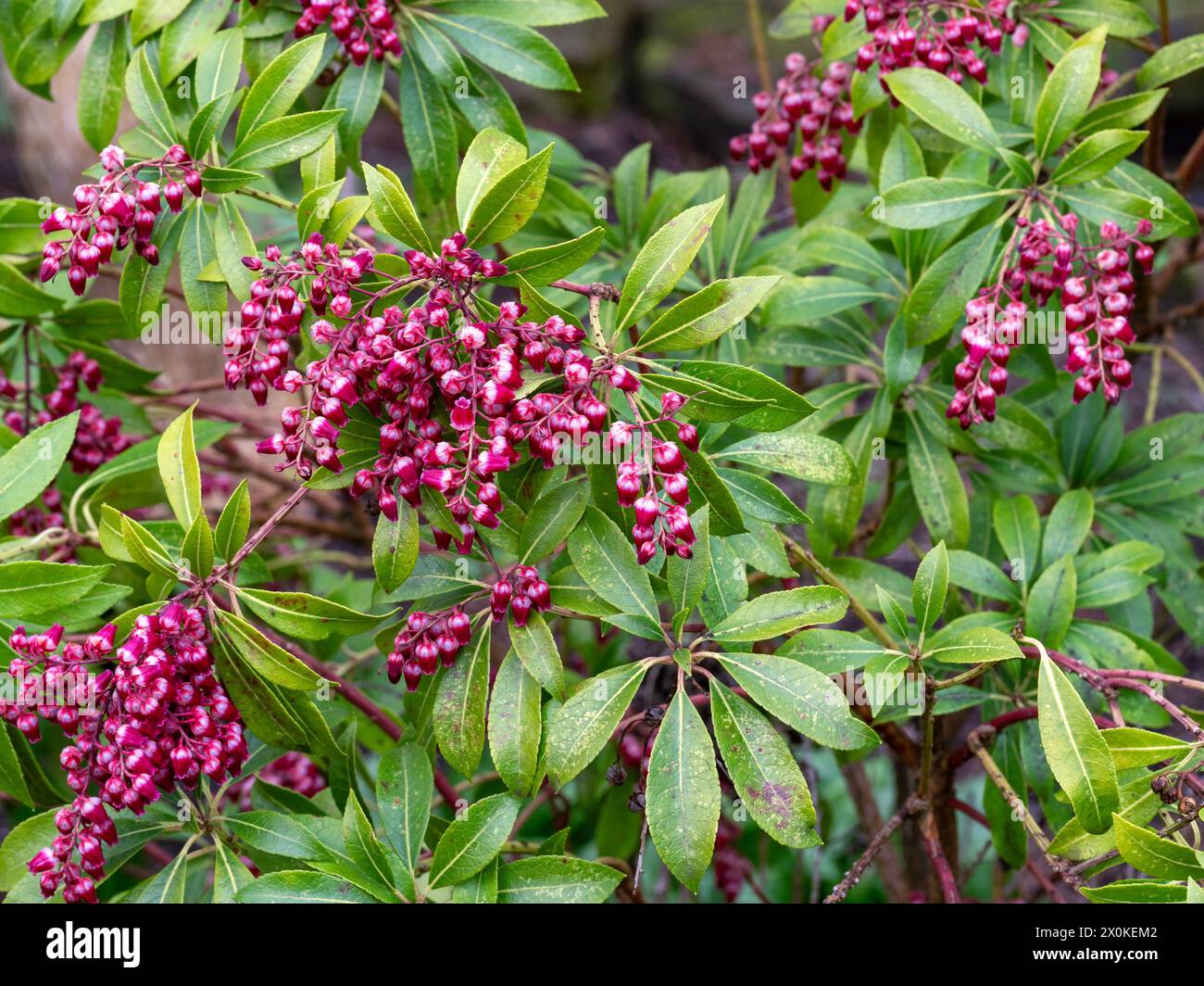 Pieris japonica pink passion hi-res stock photography and images - Alamy