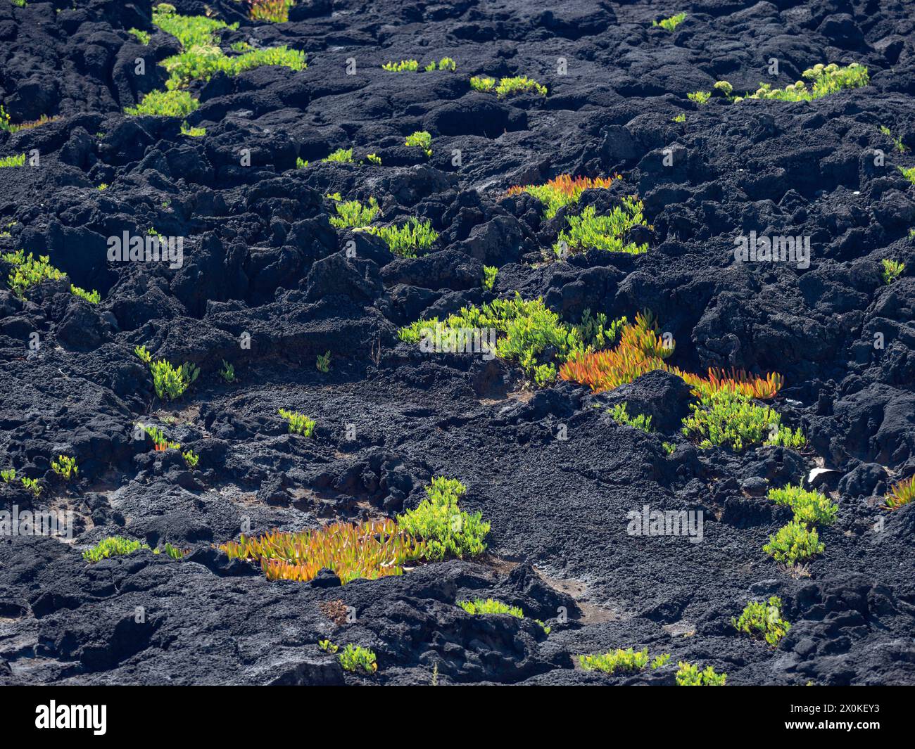 Azores, contrast, Graciosa, growth, lava rock, nature, persistence ...