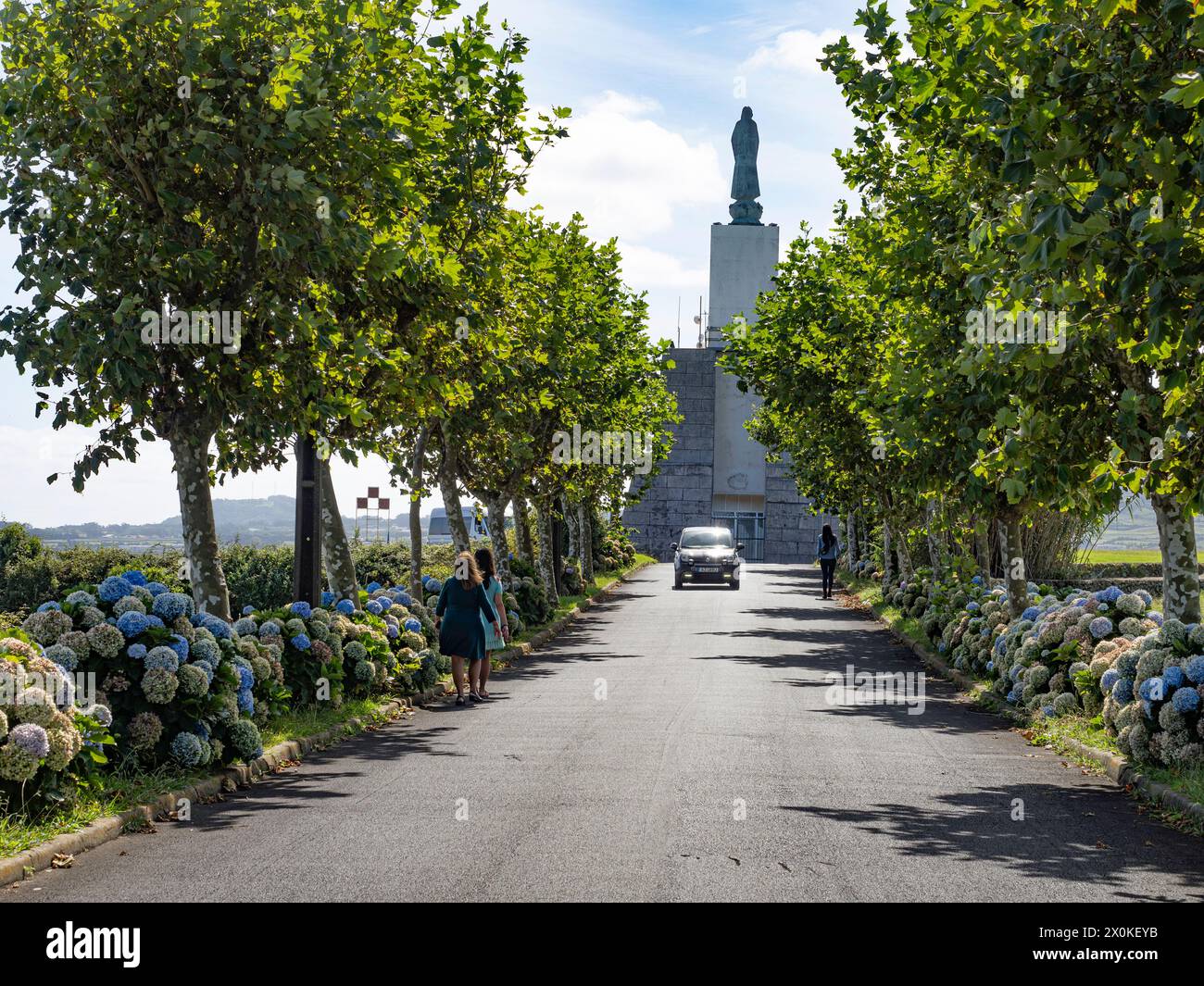 roadside azalea flowers, Azores, town of Praia, Terceira, Portugal ...