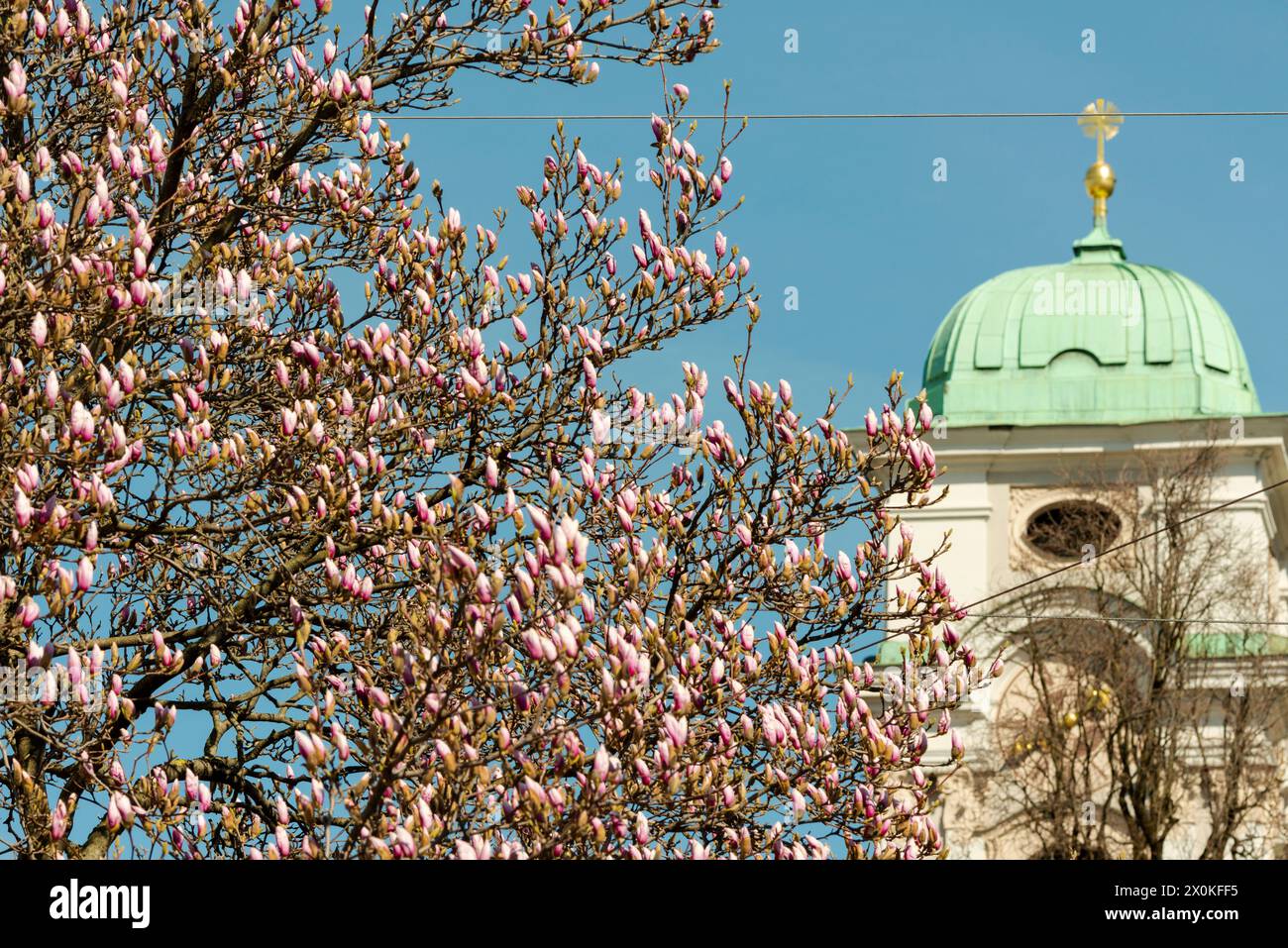 Austria, Salzburg, tower of the Holy Trinity Church, magnolia trees in ...