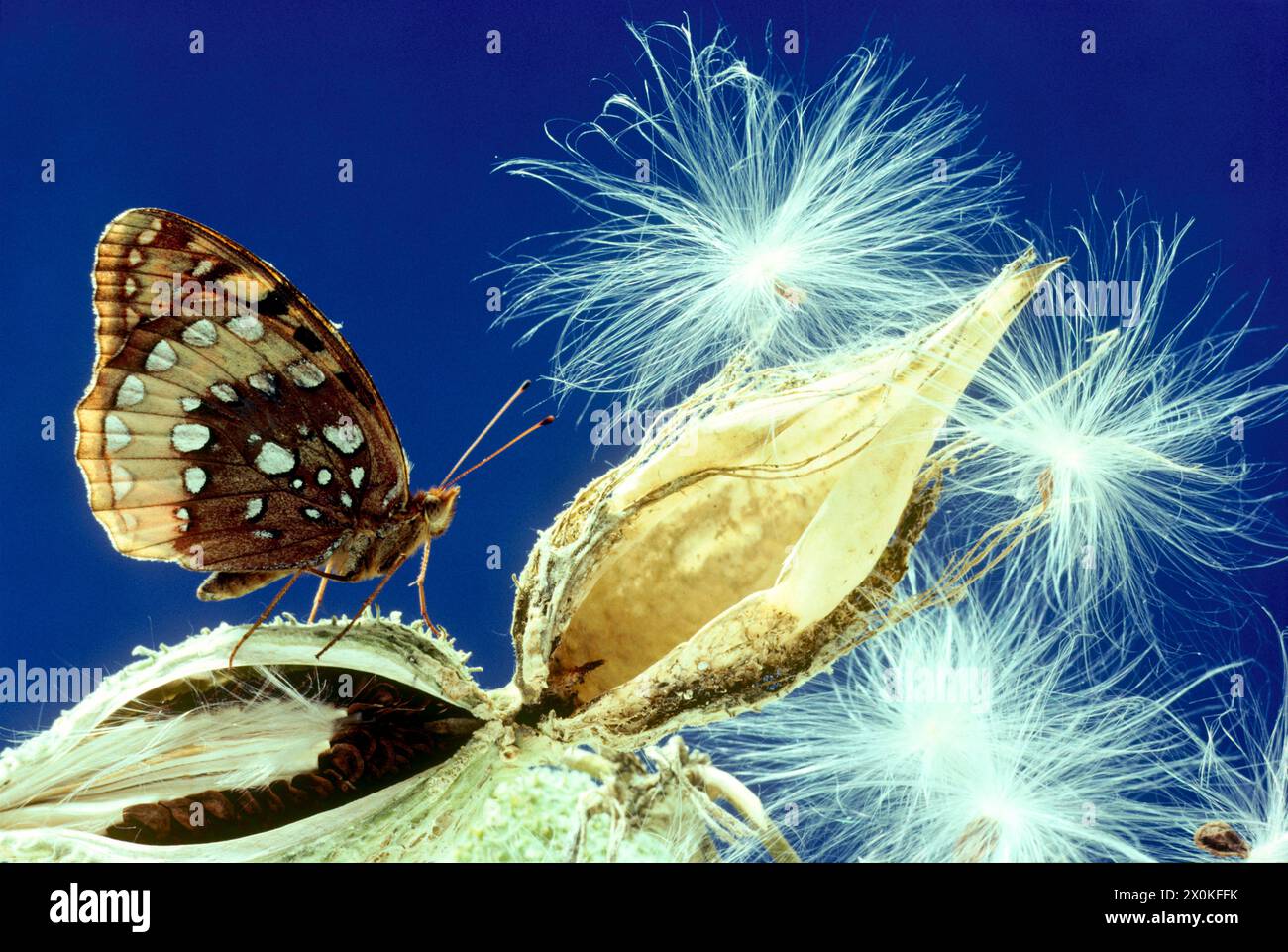 Seeds of change hi-res stock photography and images - Alamy
