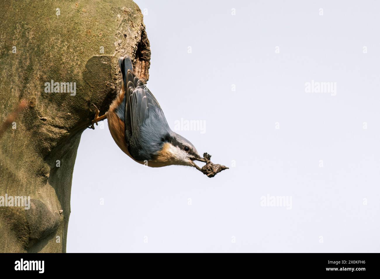 Breeding nuthatch hi-res stock photography and images - Alamy