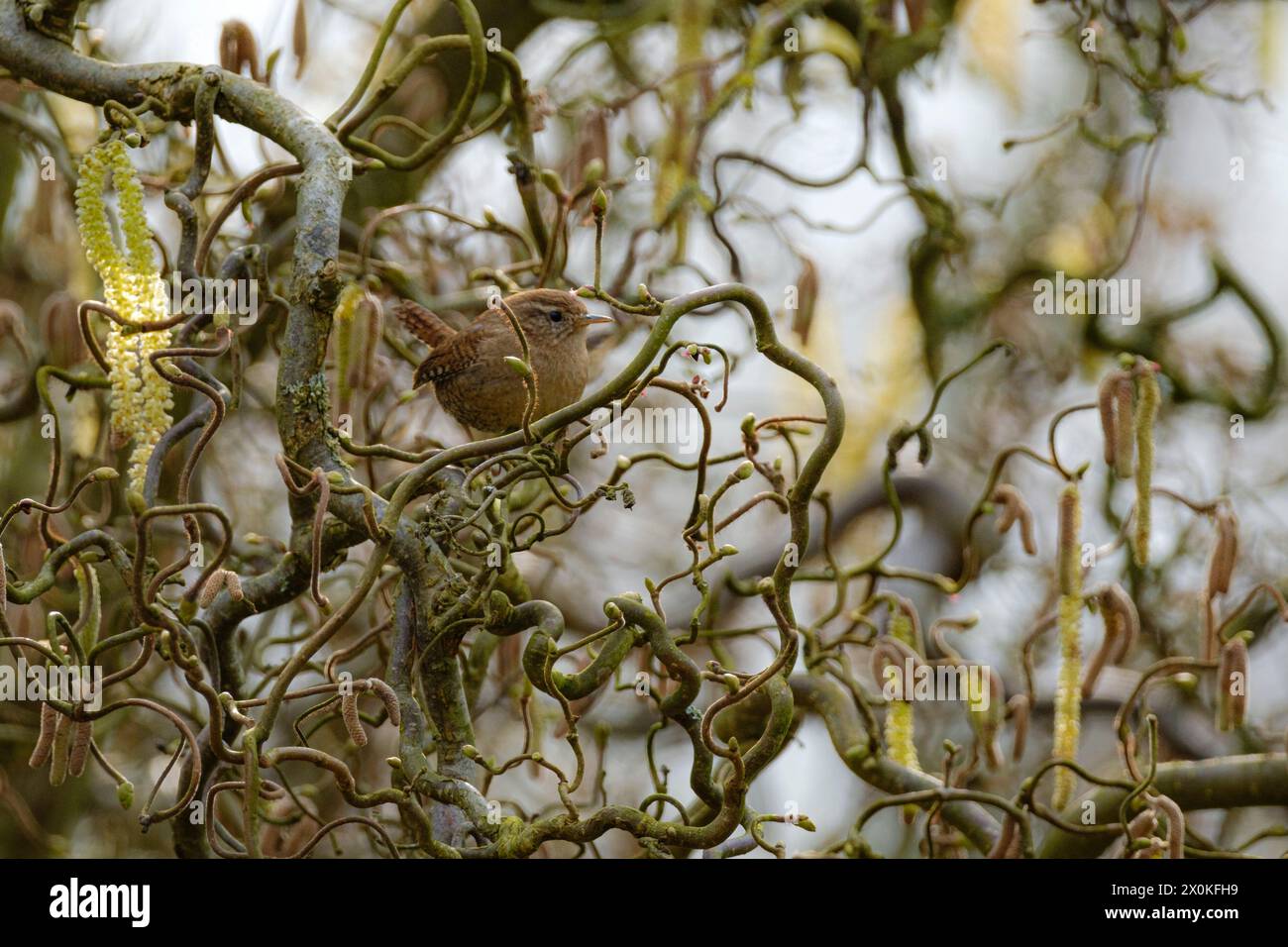 Wren in corkscrew hazel Stock Photo - Alamy