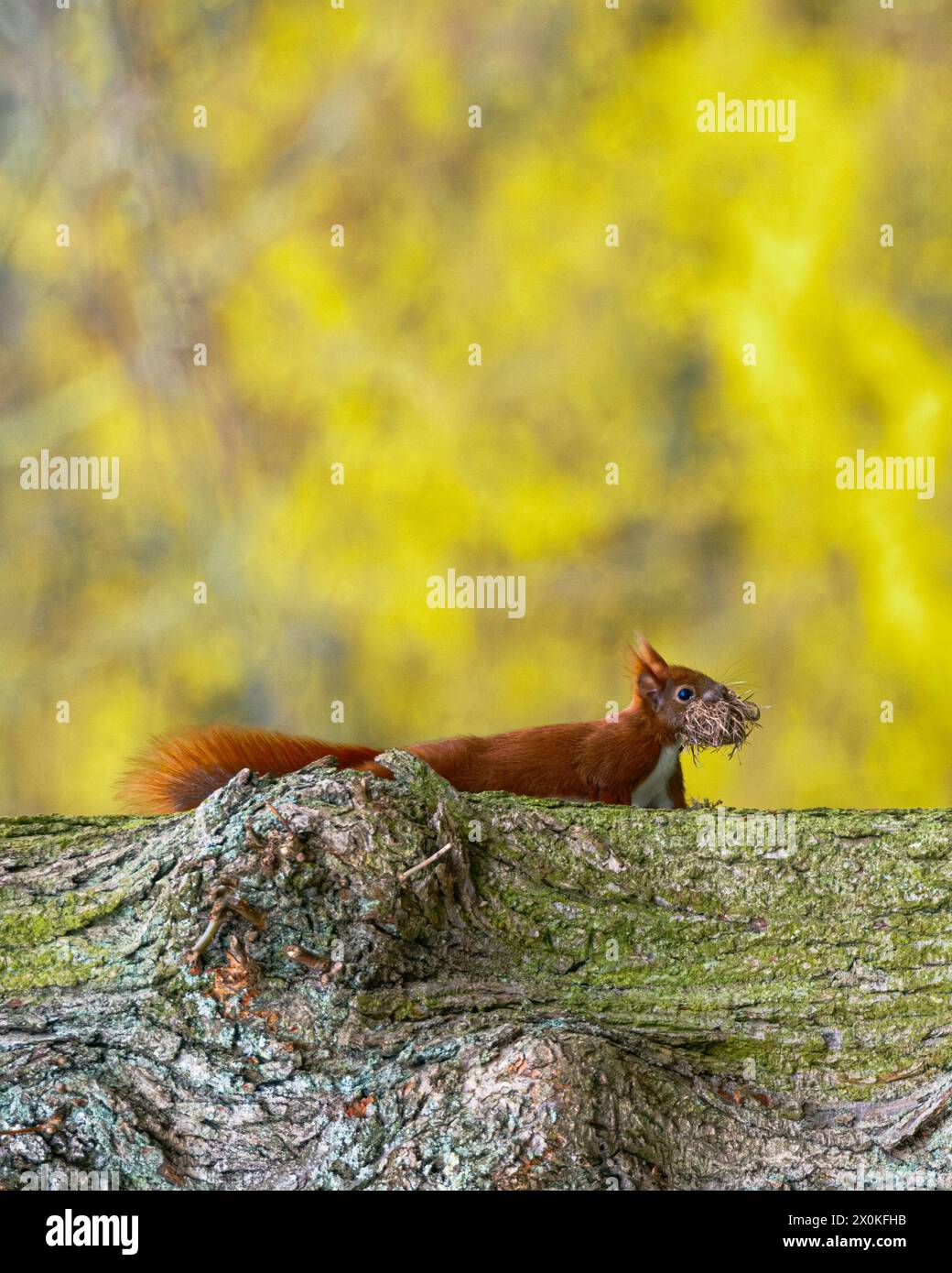 Squirrel with nesting material Stock Photo - Alamy