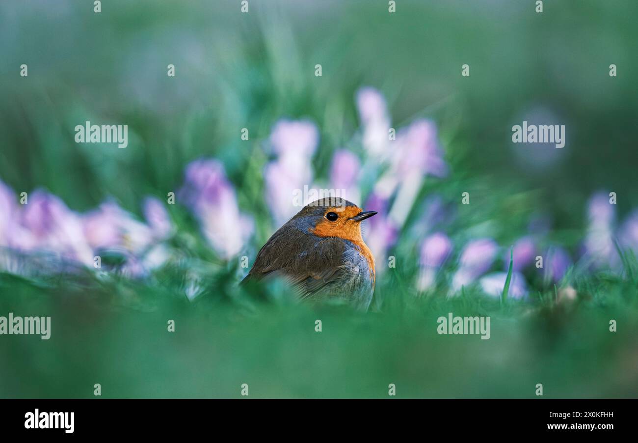 Robin on grass hi-res stock photography and images - Alamy