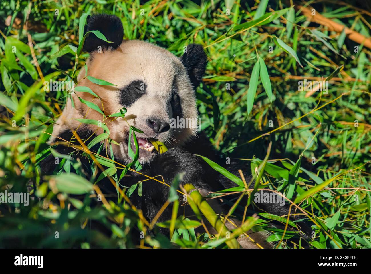 funny panda bear cubs in the zoo tumble and eat bamboo. natur vivid ...