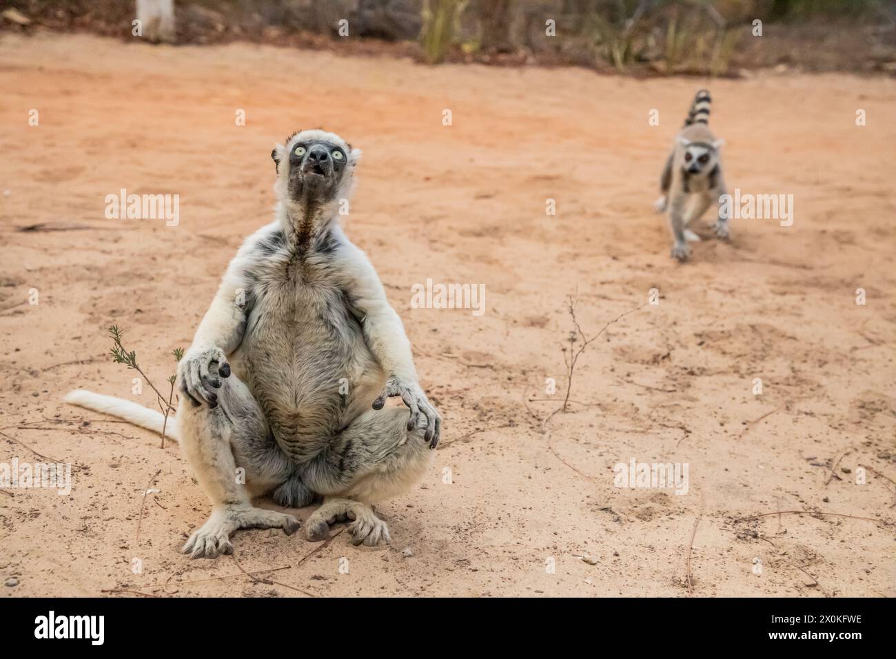 Verreaux's sifaka in Kimony hotel park. White sifaka with dark head on ...
