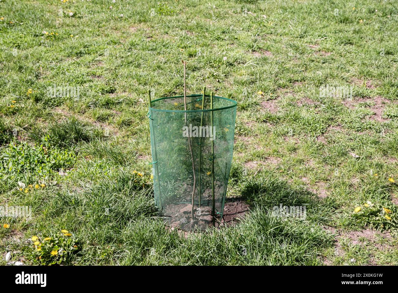 Plastic fiber young plant guard round fence mesh Stock Photo - Alamy