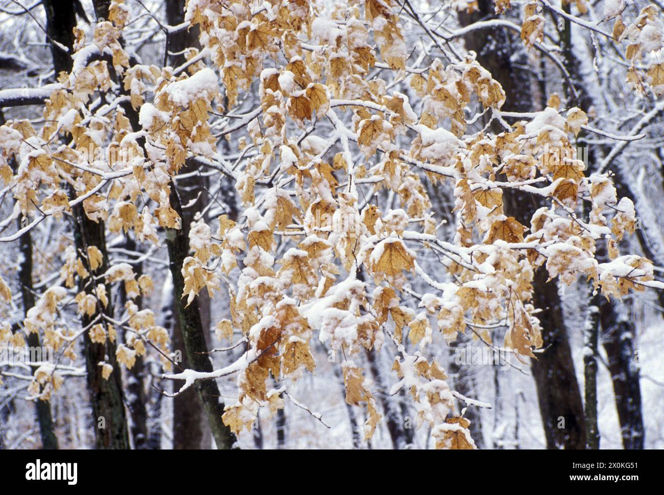 The dark trunks of oak trees in winter with softened by the yellow ...