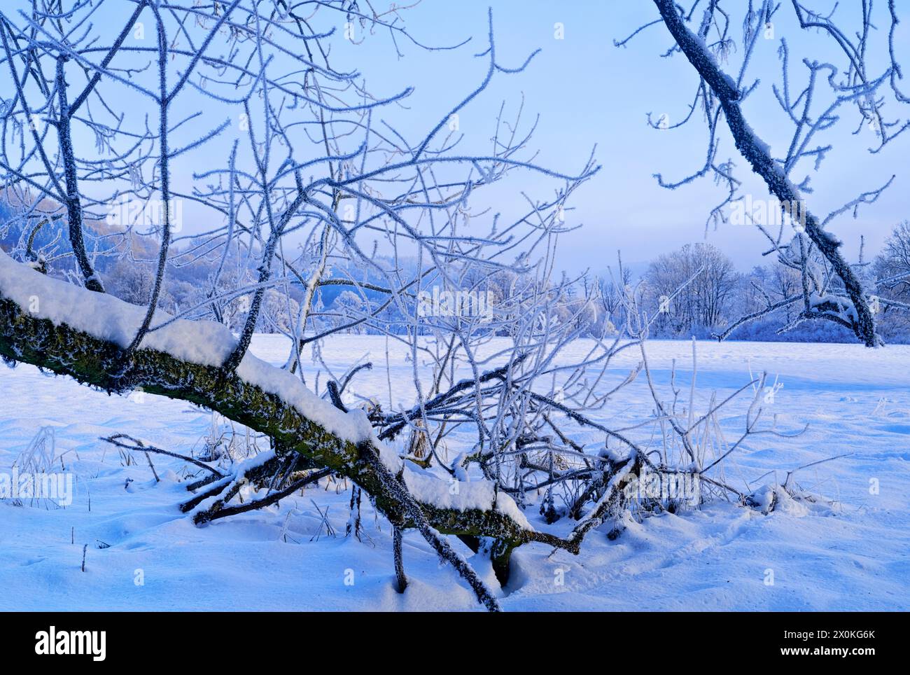 Broken branch of a willow tree hi-res stock photography and images - Alamy