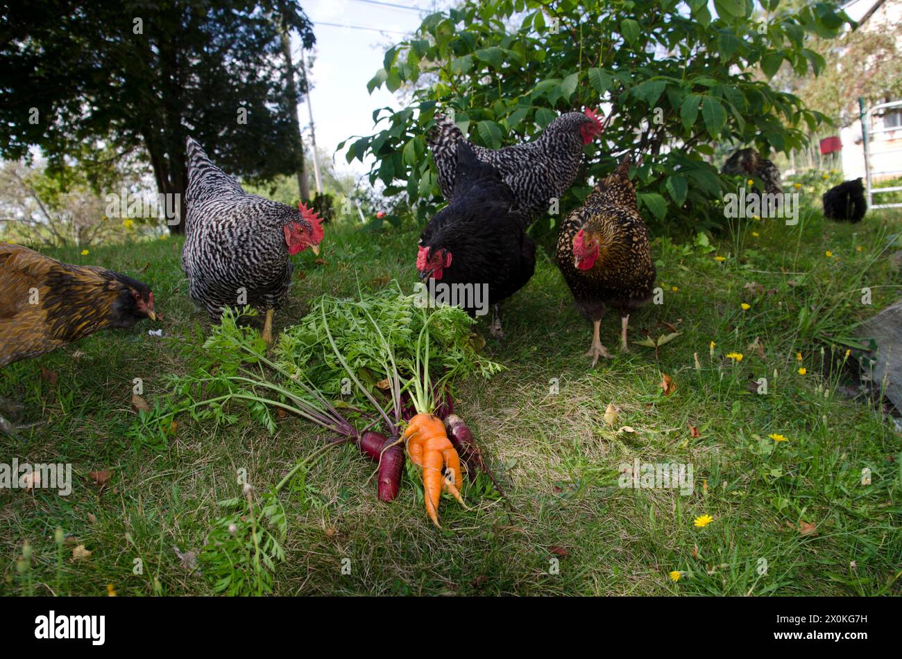 Carrot harvest inspection by a flock of chickens in home yard, Maine ...