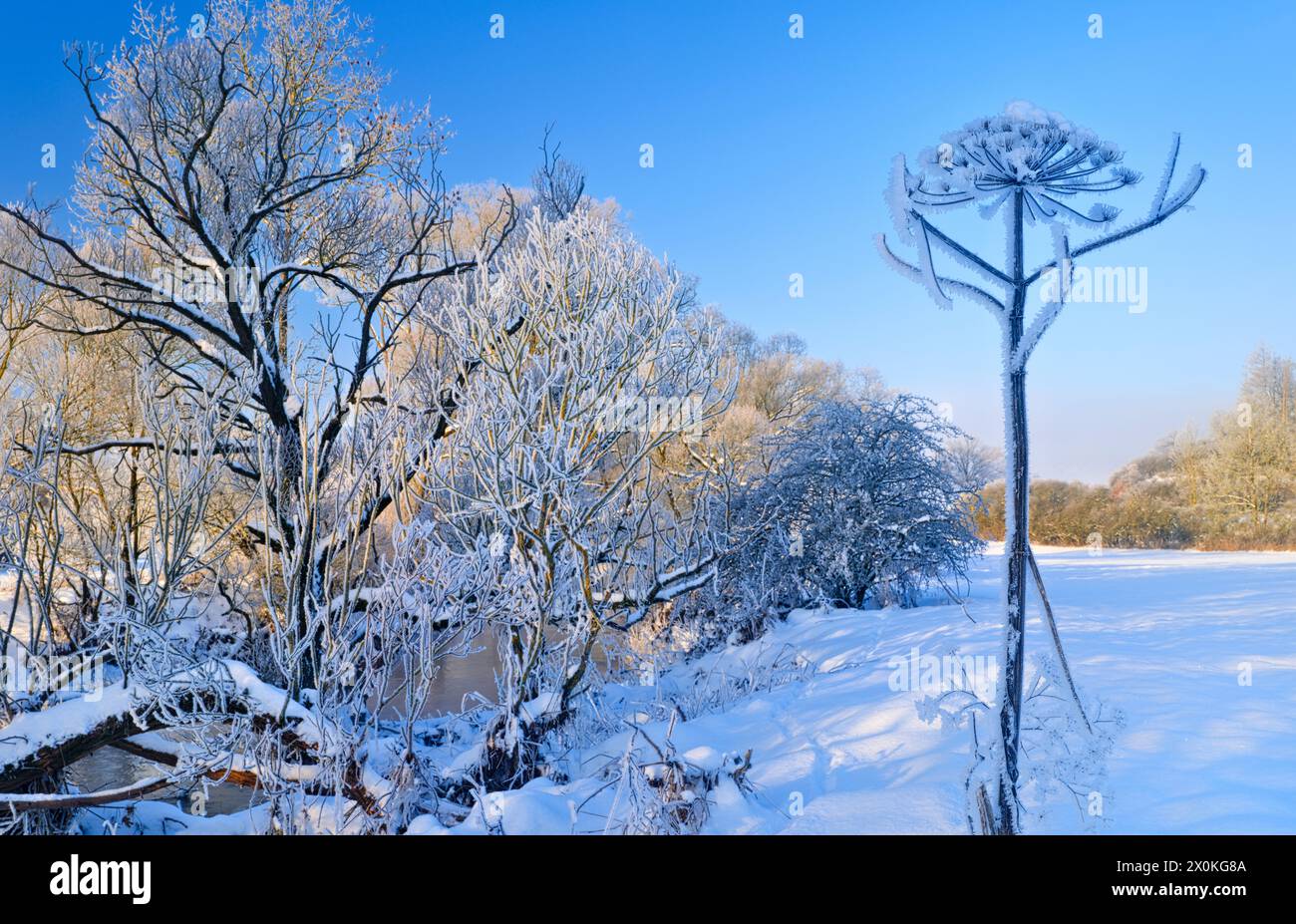 Giant hogweed in hoarfrost hi-res stock photography and images - Alamy