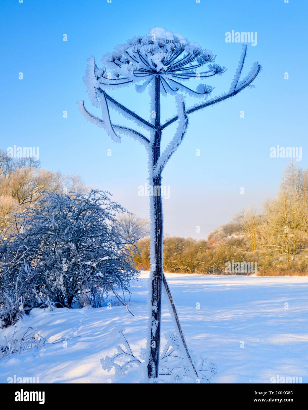 Giant hogweed in hoarfrost hi-res stock photography and images - Alamy