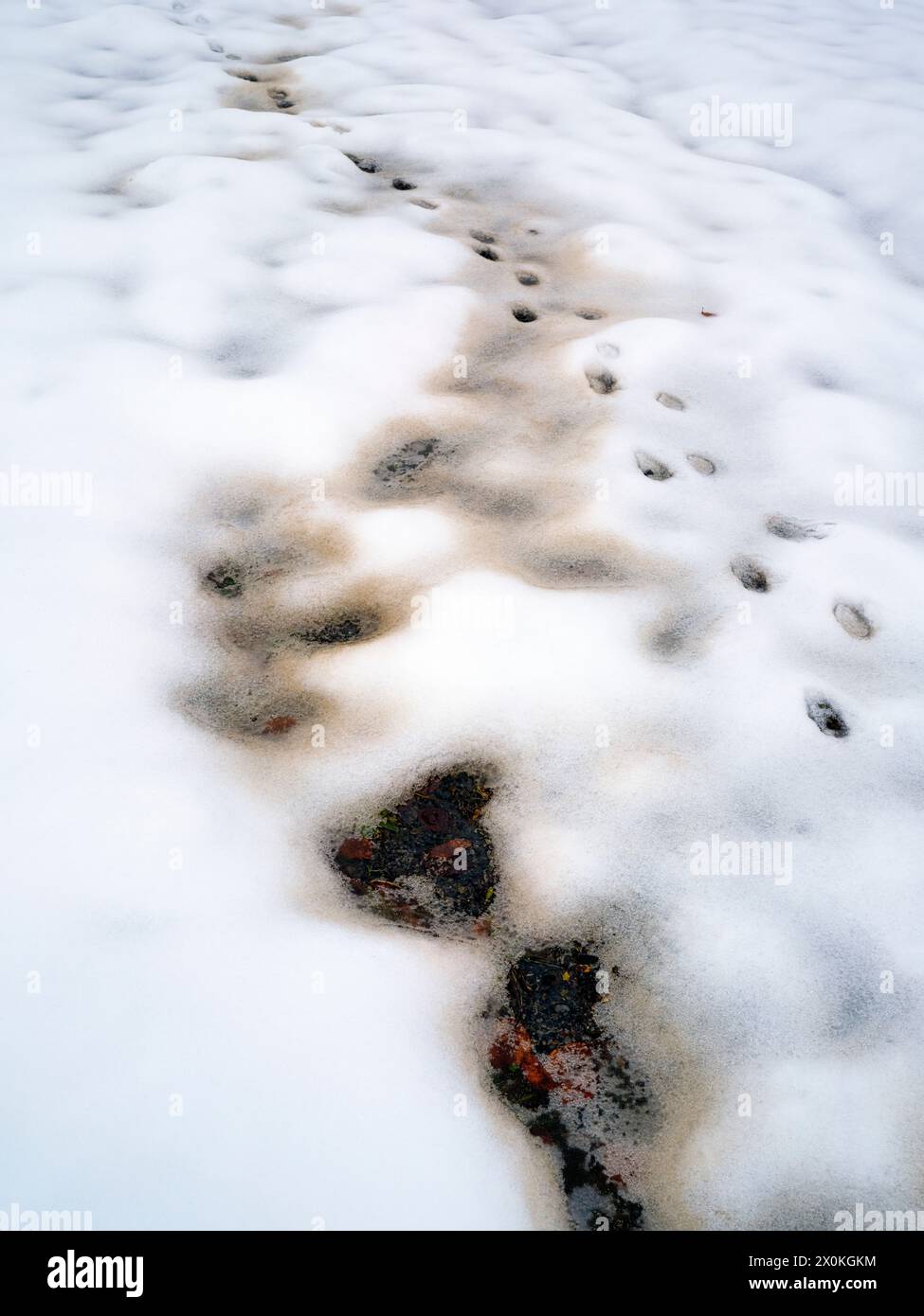 Europe, Germany, animal tracks in the snow, deer Stock Photo - Alamy
